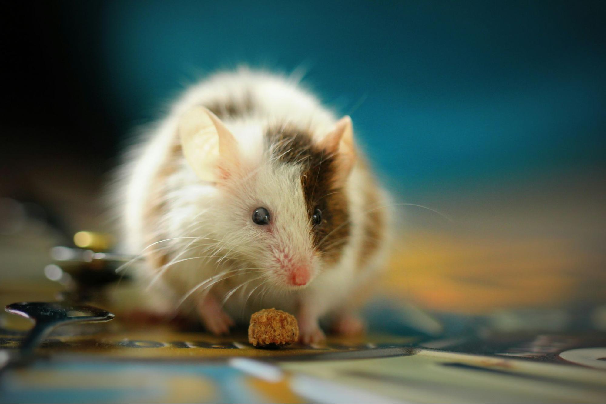 Commercial Pest Control: Tailored Solutions for Restaurants and ...
